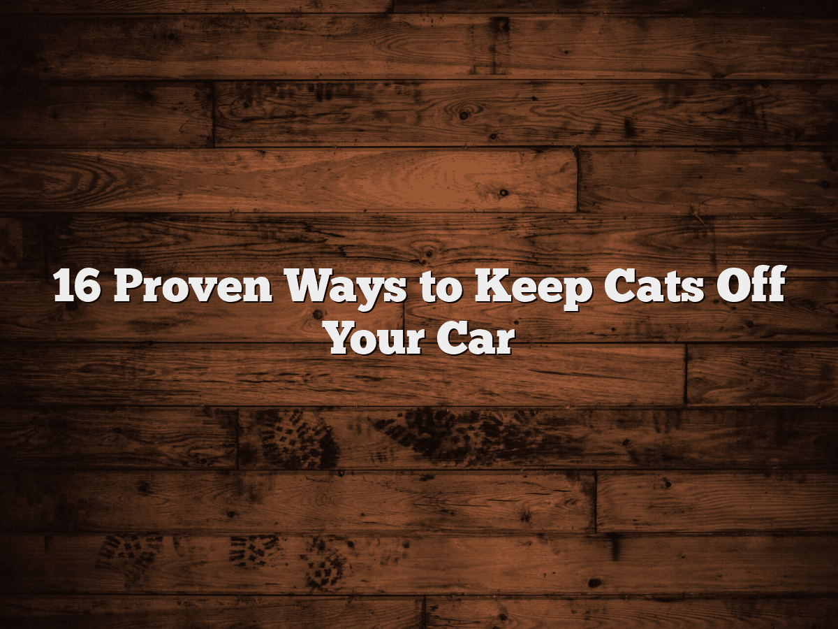 16 Proven Ways to Keep Cats Off Your Car - CarXplorer