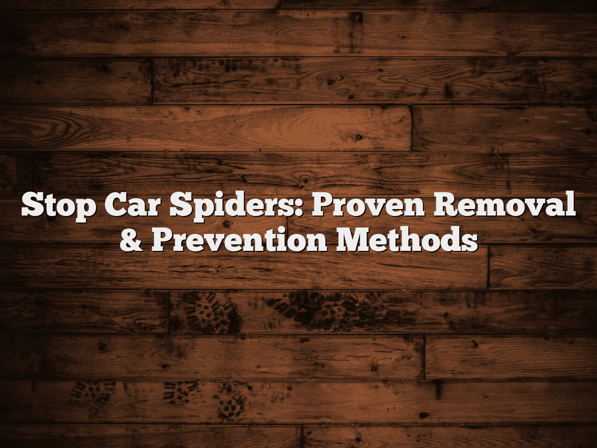 Stop Car Spiders: Proven Removal & Prevention Methods - CarXplorer